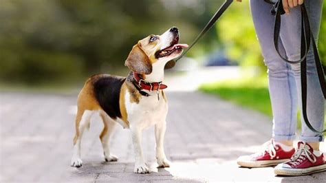 Wie Oft Muss Ein Hund Raus Tipps Zum Gassi Gehen Purina