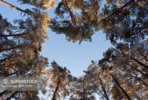 Looking Up Through The Canopy Of Scot S Pine Trees Pinus Sylvestris