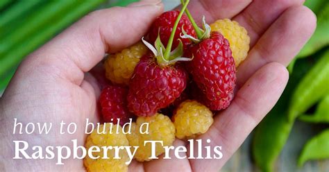 Quick And Easy Diy Raspberry Trellis • Lovely Greens Quick And Easy Diy Raspberry Trellis • Lovely Greens