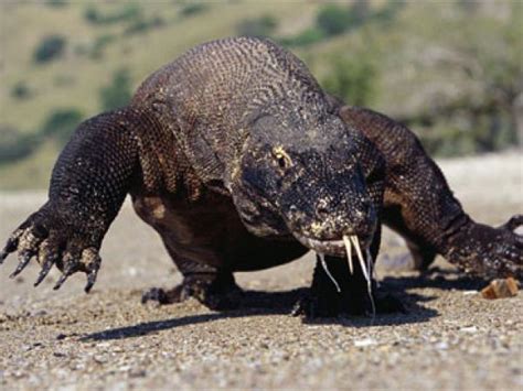 Wanda0104 Pulau Komodo Di Indonesia
