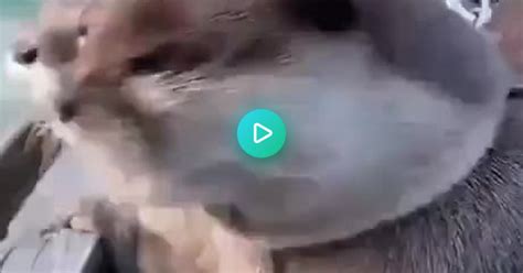 Oh Shock Album On Imgur