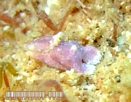 カノコキセワタの1種 カノコキセワタ科 頭楯目 とうじゅんもく サイパンのウミウシ Aglajidae sp