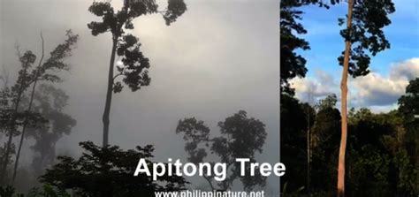 Toog Tree Philippine Rosewood Philippinature