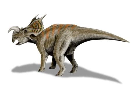 Einiosaurus A Unique Late Cretaceous Ceratopsian Dinosaur