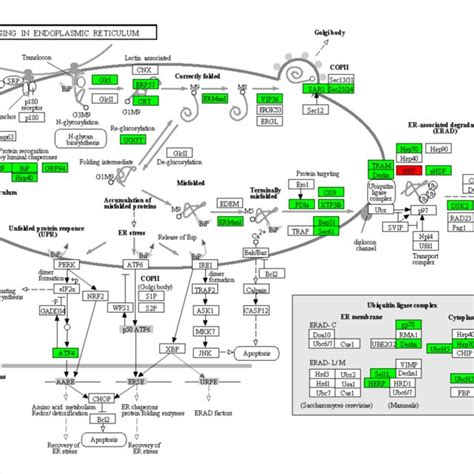 Kegg Enrichment Of Degs In Endoplasmic Reticulum Protein Processing