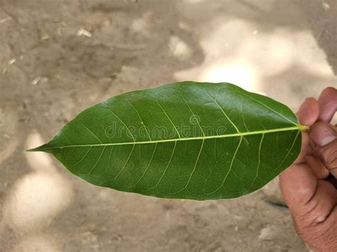 Ficus Virens Tree Leaves Stock Image Image Of Sunlight 275701569