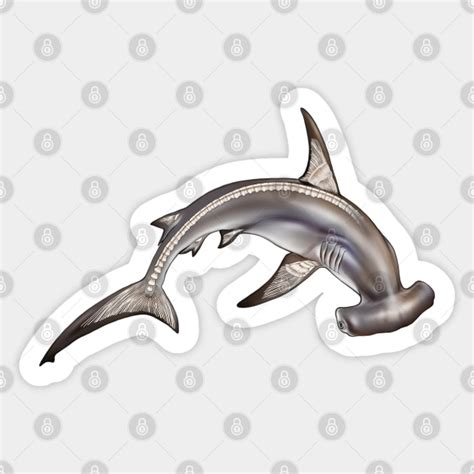 Great Hammerhead Shark Anatomy Hammerhead Shark Sticker Teepublic