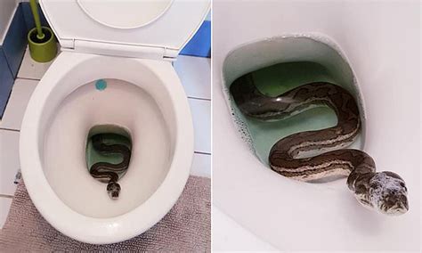Huge Python Is Discovered Relaxing In A Toilet