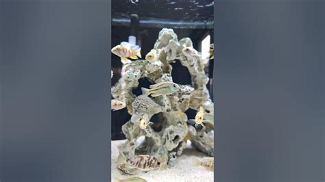 Chilotilapia Rhoadesii Youtube