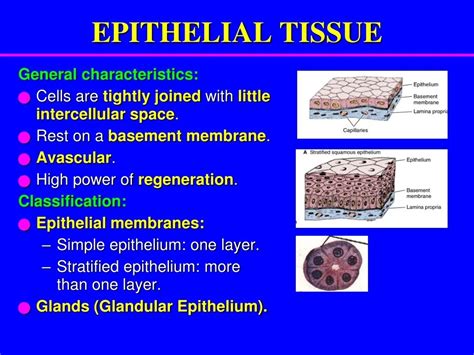 Ppt Epithelial Tissue Structure Functions And Clinical Relevance