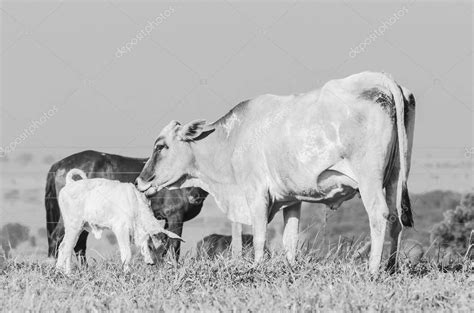 Vaca Blanca Lamiendo Su Ternero Recién Nacido Vaca Cuidando De Su