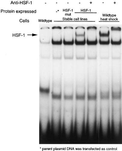 HSE Binding Activity In Nuclear Extracts From CHO K1 Cells Stably