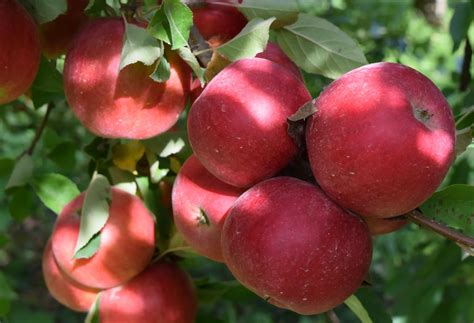 Discover Ida Red Apples Crisp And Tart Variety