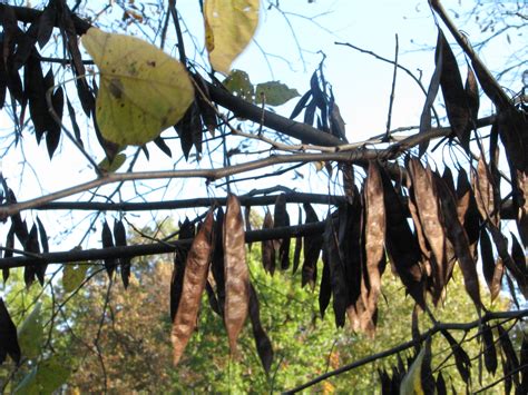Living With The Sun Redbud Seedpods