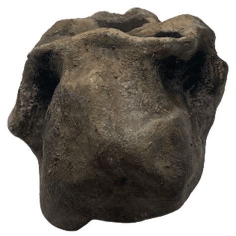 Paranthropus Robustus Kayrote