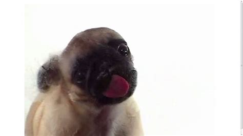 Dog Licking Your Screen Youtube