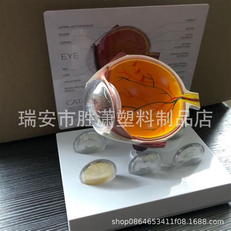 眼球模型眼球病变模型 青光白内眼球模型 医学教学教模型可定logo 阿里巴巴