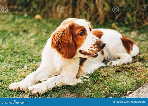 Bianco E Rosso Bellissimo Cocker Spaniel Fotografia Stock Immagine