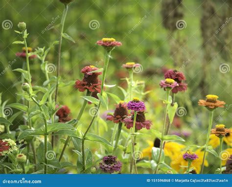 Colorful Zinnias Blooming Stock Photo Image Of Botanical 151596868