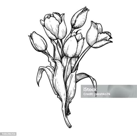 손으로 그린 스케치 스타일의 튤립 꽃 흑백 펜과 잉크 그리기 초대장 인사말 카드에 가장 적합합니다 벡터 그림입니다 0명에 대한 스톡 벡터 아트 및 기타 이미지 Istock