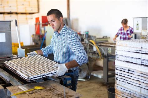 Skilled Man Taking Out Trays With Earth And Seeds From Automatic