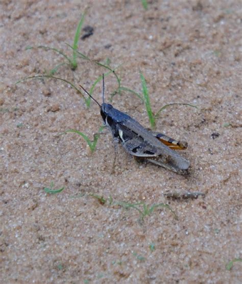 Grasshopper Project Noah