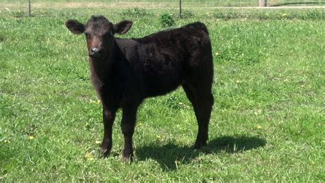 National Beef Wire Cattle Letter Using Proven Strategies During
