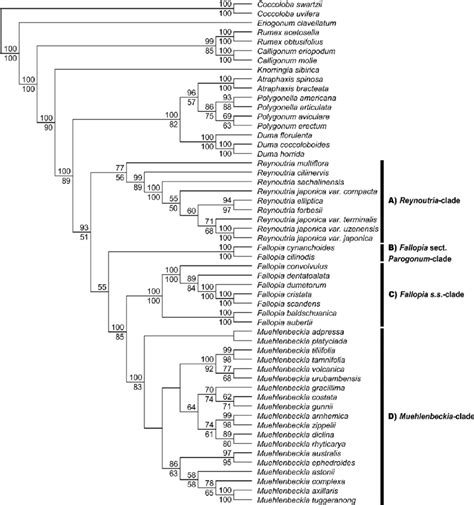 A Total Evidence Phylogenetic Tree Generated By A Maximum Likelihood