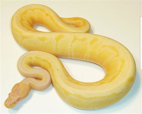 Help Identification Ball Pythons MorphMarket Reptile Community