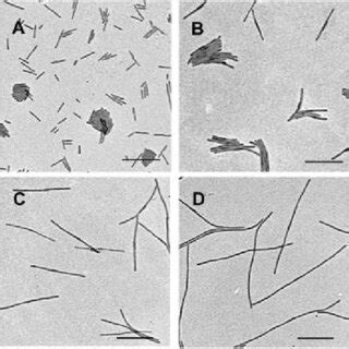 Properties Of Sonicated PFS 48 PI 264 Micelles In N Decane 0 05