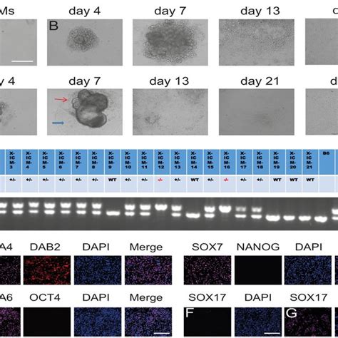 Sox17 Deficient Xen Cells Contribute To The Parietal Endoderm Download Scientific Diagram