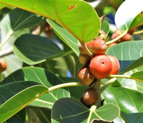 Strangler Fig Tree Fruit Strangler Fig Tree The Fascinating Life