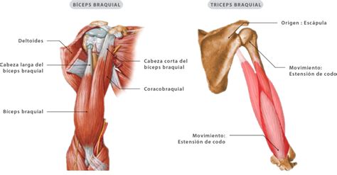 Unidad Didáctica 10 El Sistema Muscular Contenidos Didácticos De La
