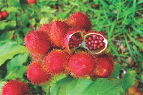 Sobre O Urucum Baculerê