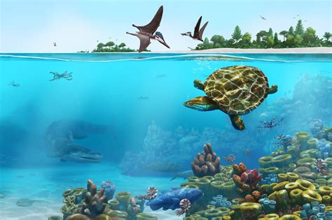 A Pancaked Turtle Fossils 150 Million Year Old Tale The New York Times