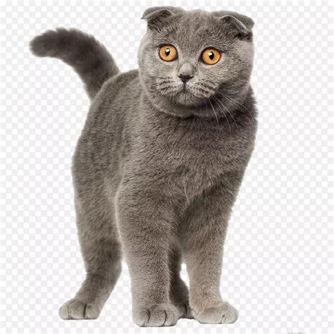 灰色猫咪PNG图片素材下载 图片编号qdxzojkq 免抠素材网