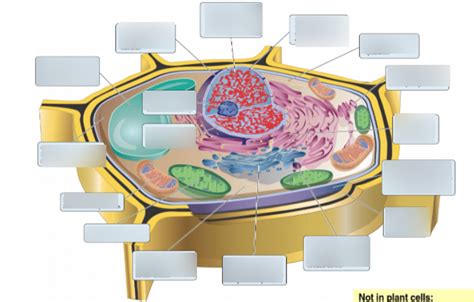 Chapter Plant Cell Diagram Diagram Quizlet