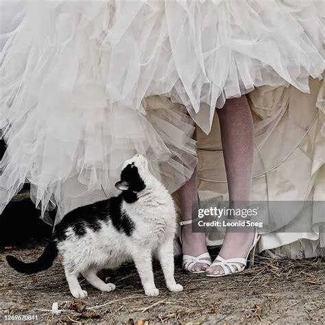 Cute Cat Wedding