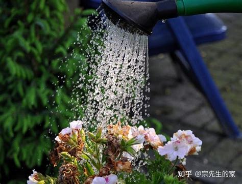 这6种水坚决不能浇花，浇了烂根、黄叶，还不长个 知乎