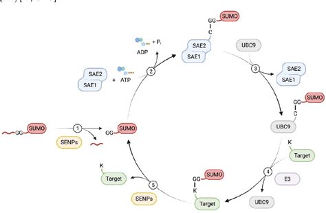 Figure 1 From Sumoylation In Skeletal Development Homeostasis And