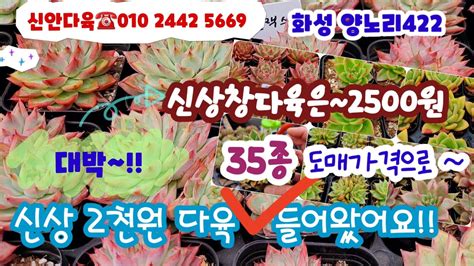 농장가로 득템~새로운풍종 2000원다육 입고 창다육도 2500원에 구매가능 Youtube