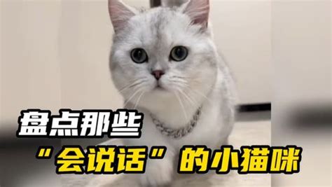 盘点那些会说话的小猫咪 高清1080P在线观看平台 腾讯视频