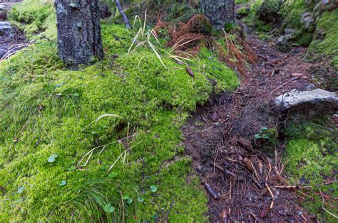 이끼와 나무 껍질의 질감 숲에서 이끼와 오래 된 키가 큰 나무입니다 숲에 녹색 잎나무 낙엽 숲 풍경 풍경 지불의 아름다운 전망 0명에 대한 스톡 사진 및 기타 이미지