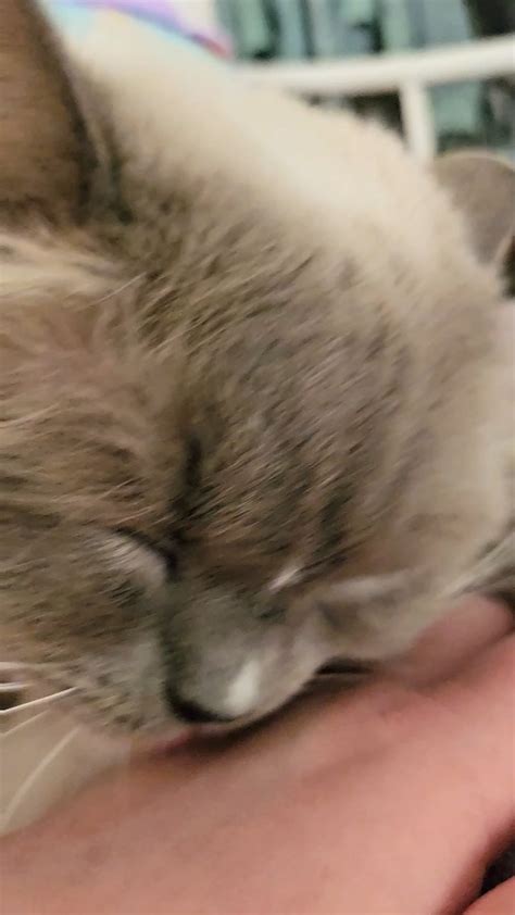 My Cat Licking My Hand Rnotinteresting