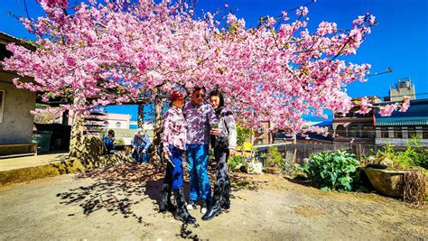 影音嘉義太和村14年櫻王河津櫻盛開 夢幻粉紅大批遊客朝聖 新頭條