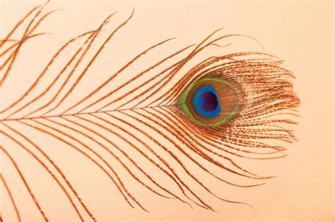 파스텔 컬러 종이 배경 배경에 공작 깃털 프리미엄 사진