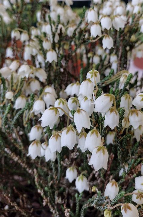Cassiope Selaginoides Trees And Shrubs Online