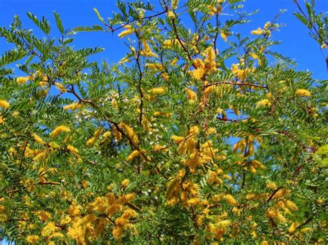 Treating A Sick Mesquite Tree How To Deal With Mesquite Tree Illness