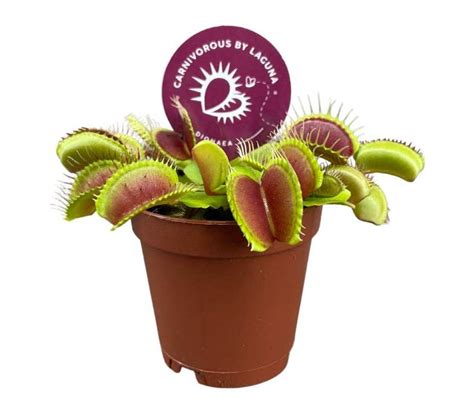 Dionaea Muscipula Green Solutions