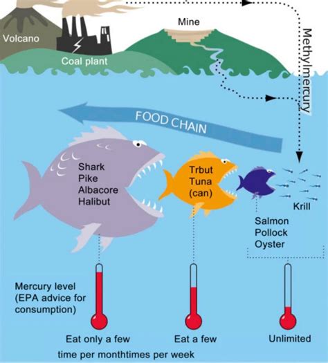 Effects Of Mercury In Water The Dark Side Of Gold The Dangerous